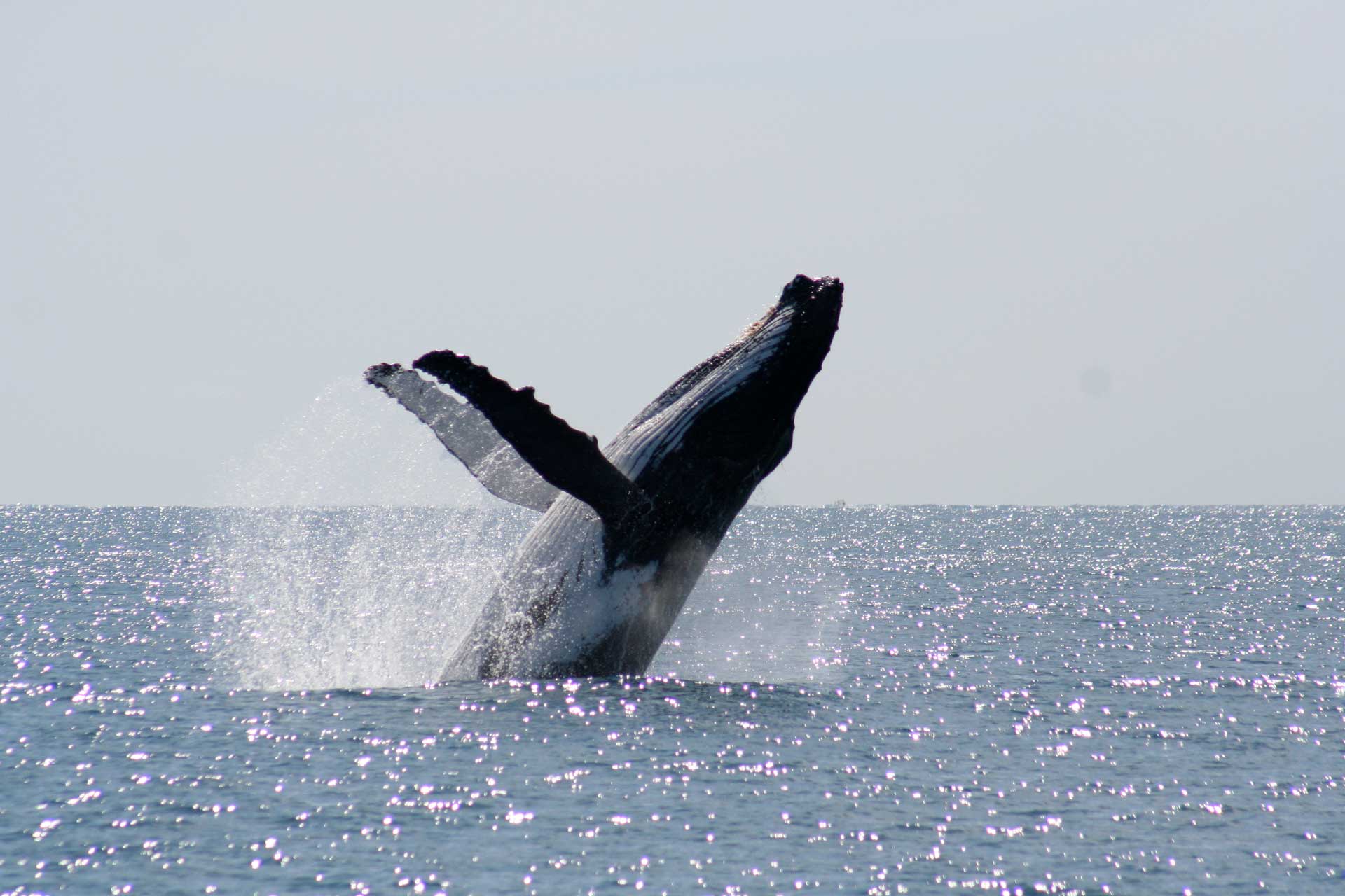 Where to see the whale migration in the Margaret River Region