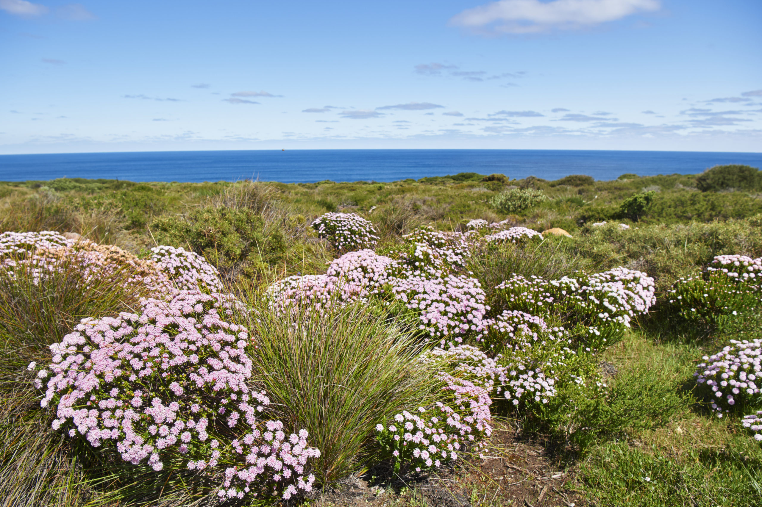 Wildflowers, whales and wine: spring in the Margaret River Region | The ...