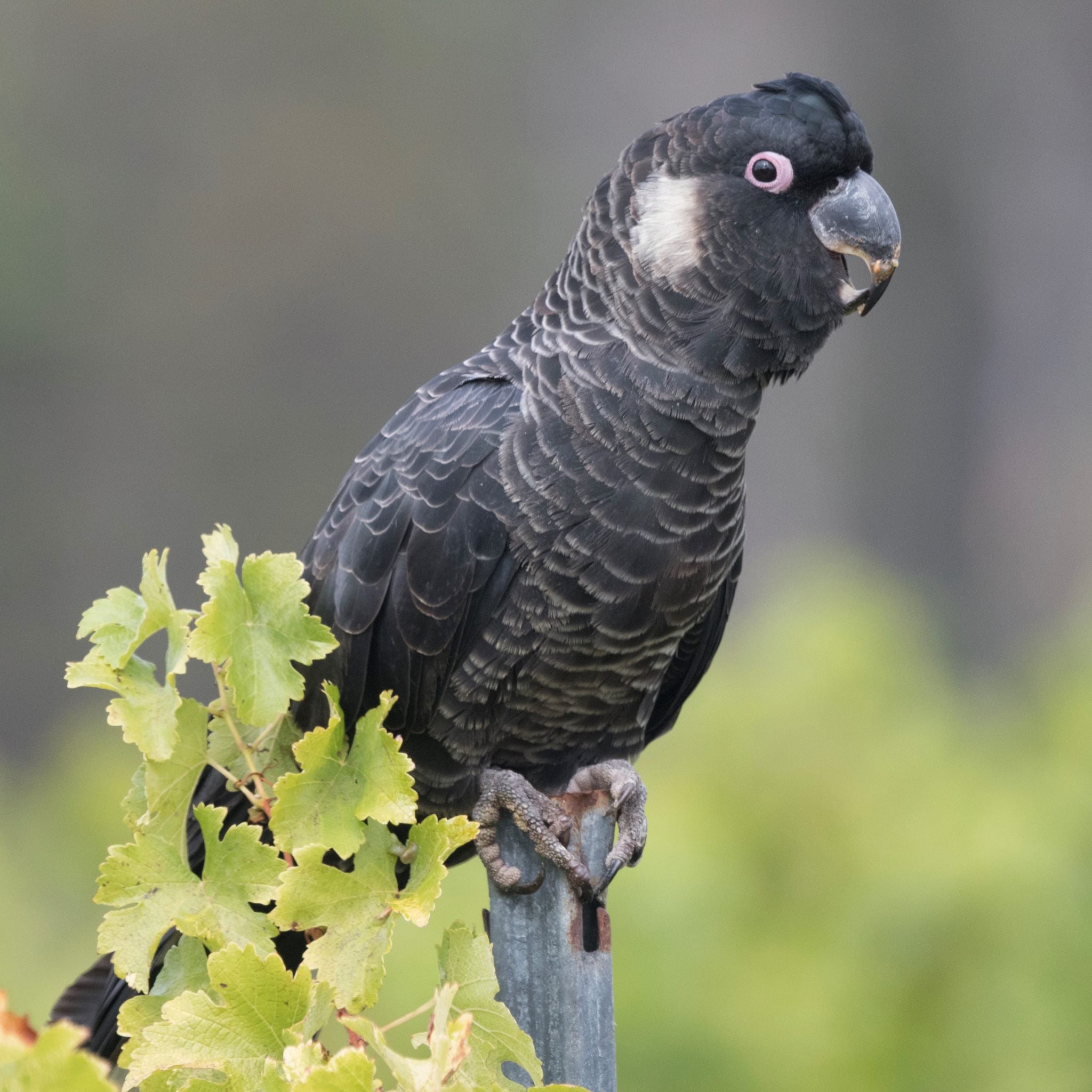 Where to go Birdwatching in the Margaret River Region