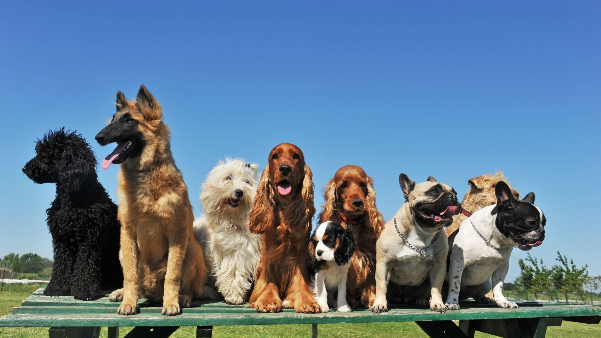 Festival of Busselton - Dogs Day Out | The Margaret River Region