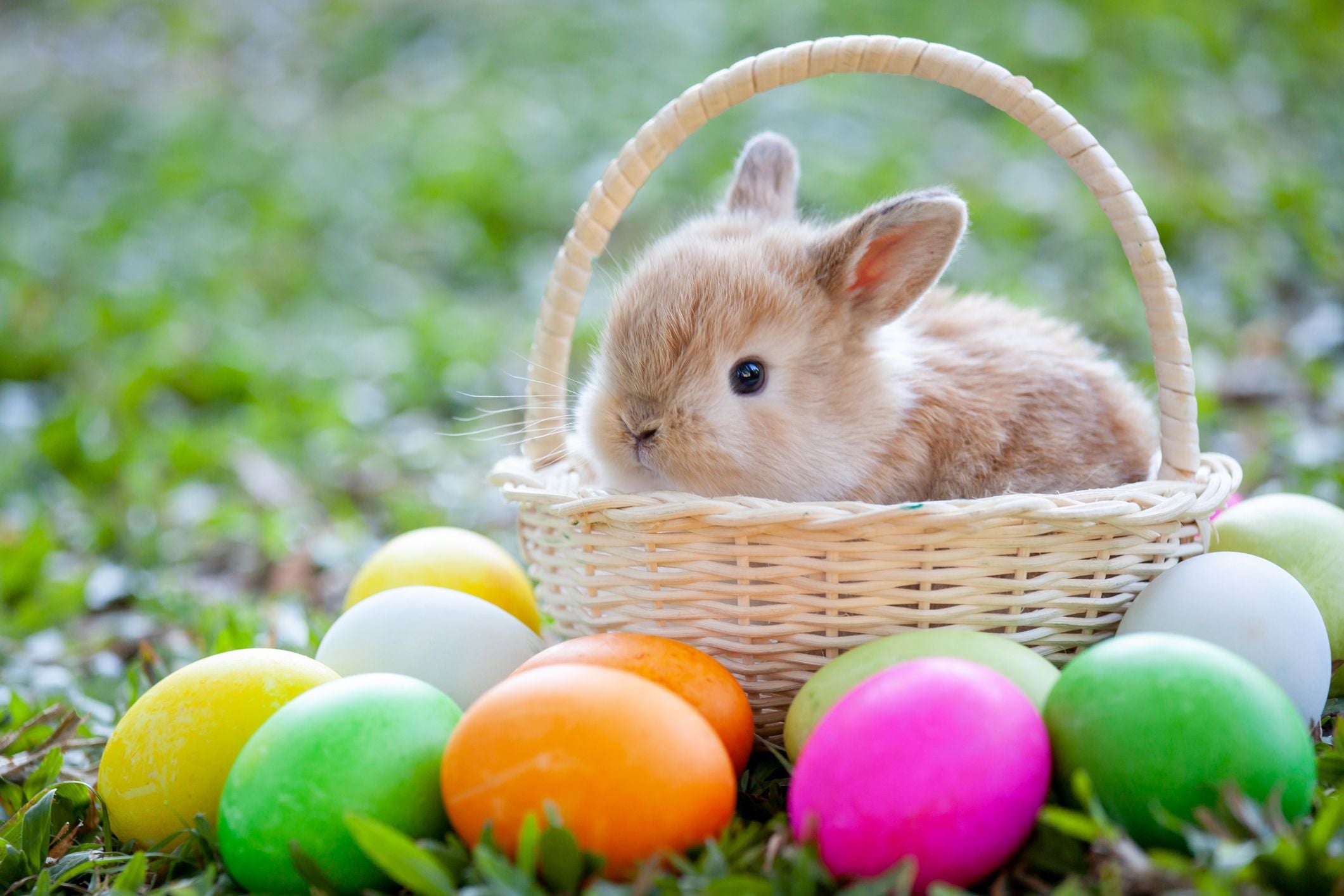 Cowaramup Easter Fair - The Margaret River Region