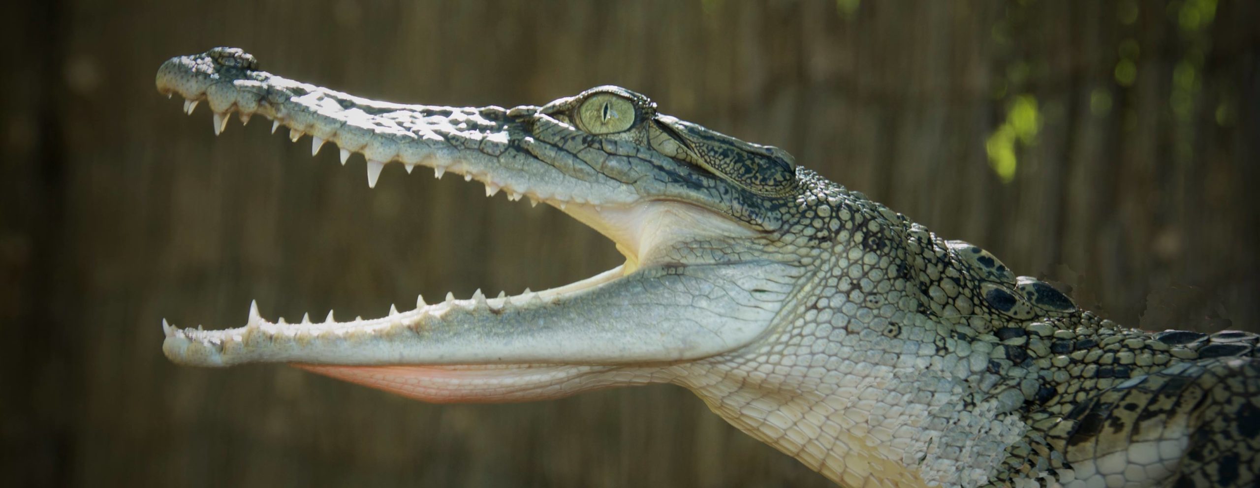 Reptile Rampage | The Margaret River Region