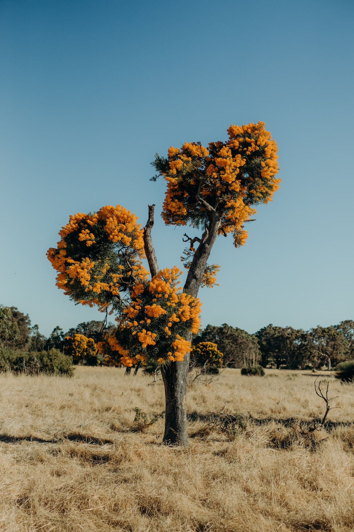 The spiritual significance of the Nuytsia tree | The Margaret River Region