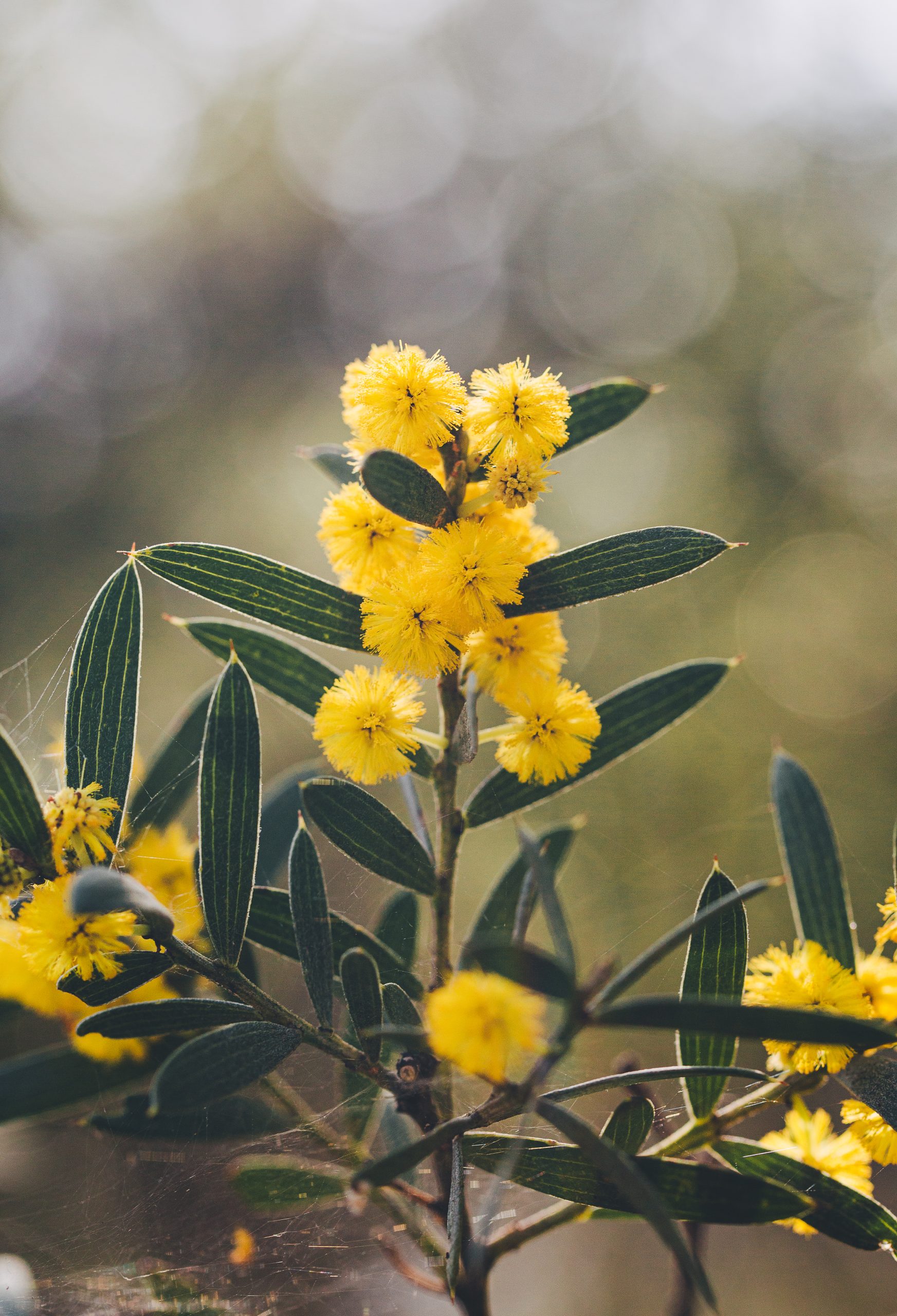 Fungi & Flowers: The Magical Understory of the Boranup Forest | The ...