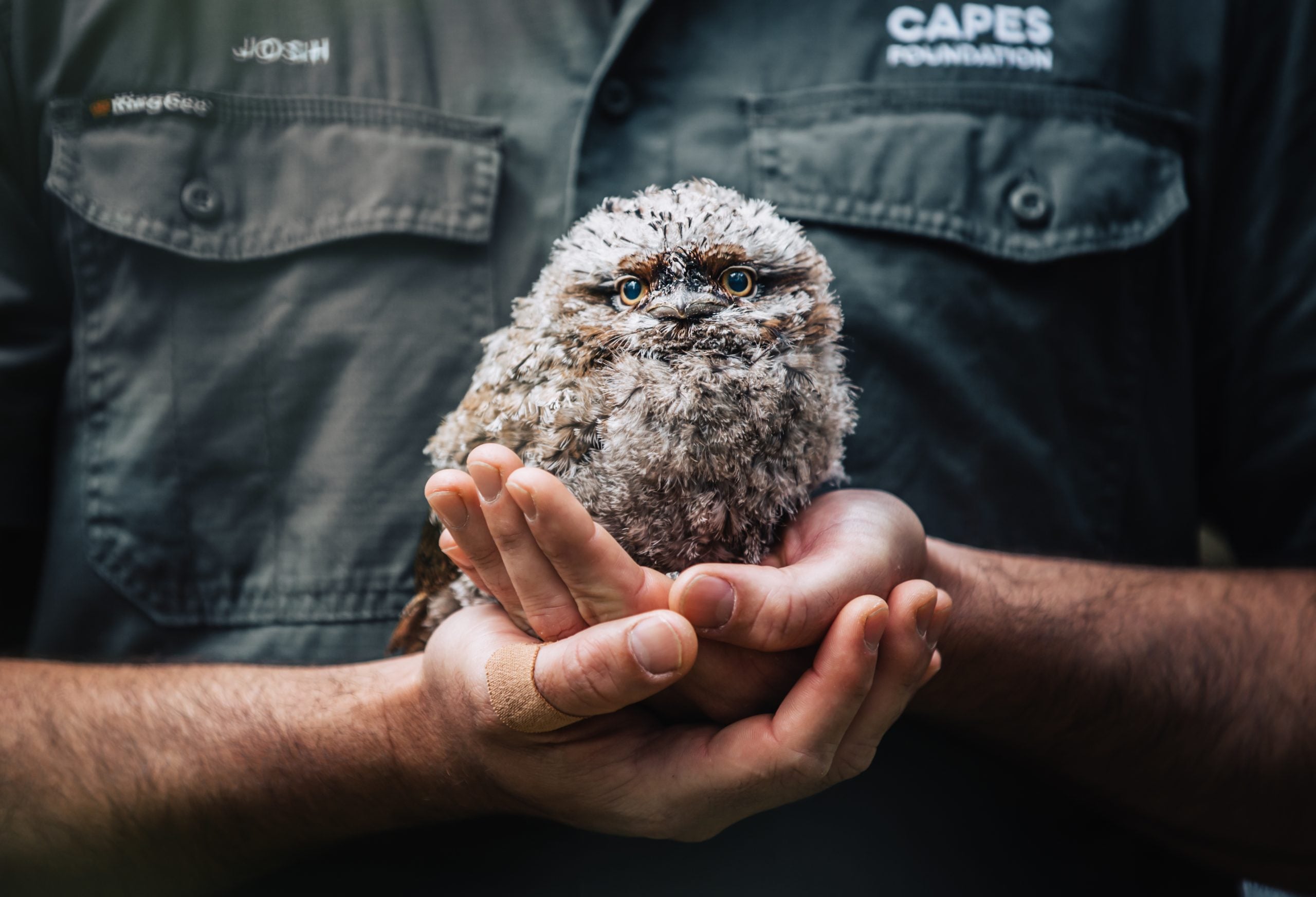 A curious compendium: the birds of Capes Raptor Centre | The Margaret ...