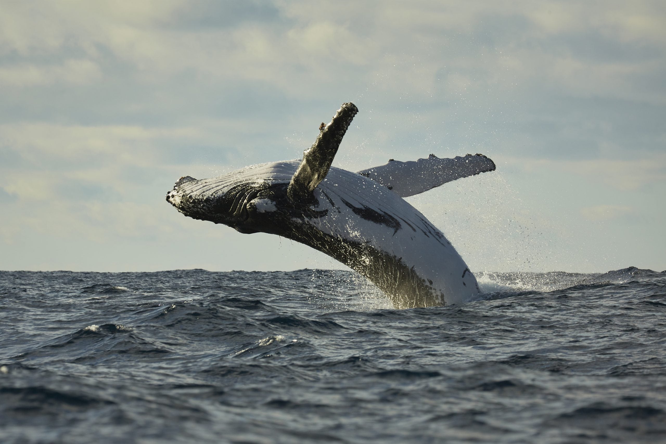 Whale watching: the secret love lives of Augusta's whales | The ...