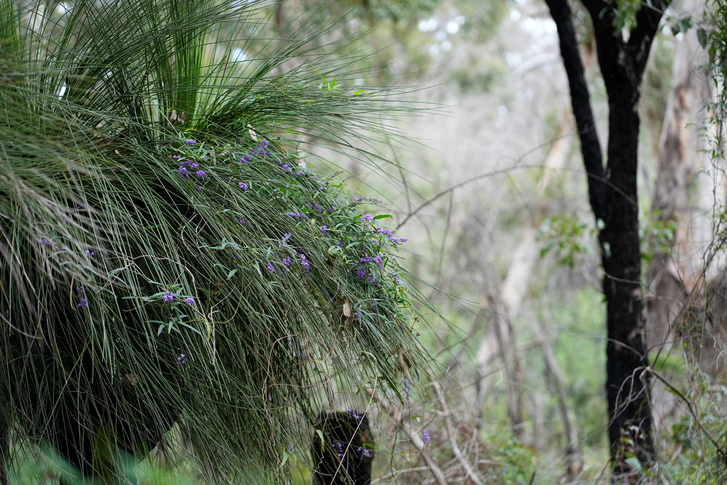 The Fascinating Balga Plant: a Totem and Teacher | The Margaret River ...