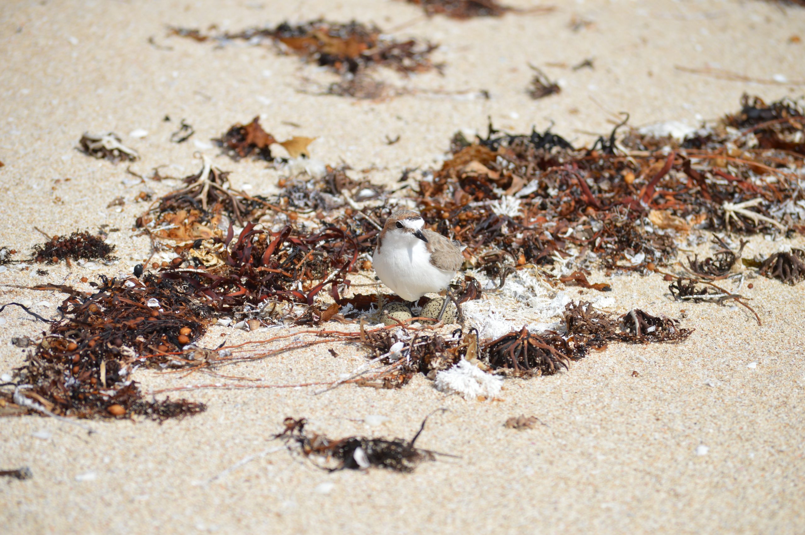 Visiting the beach? Look out for these small and fragile beach nesters ...